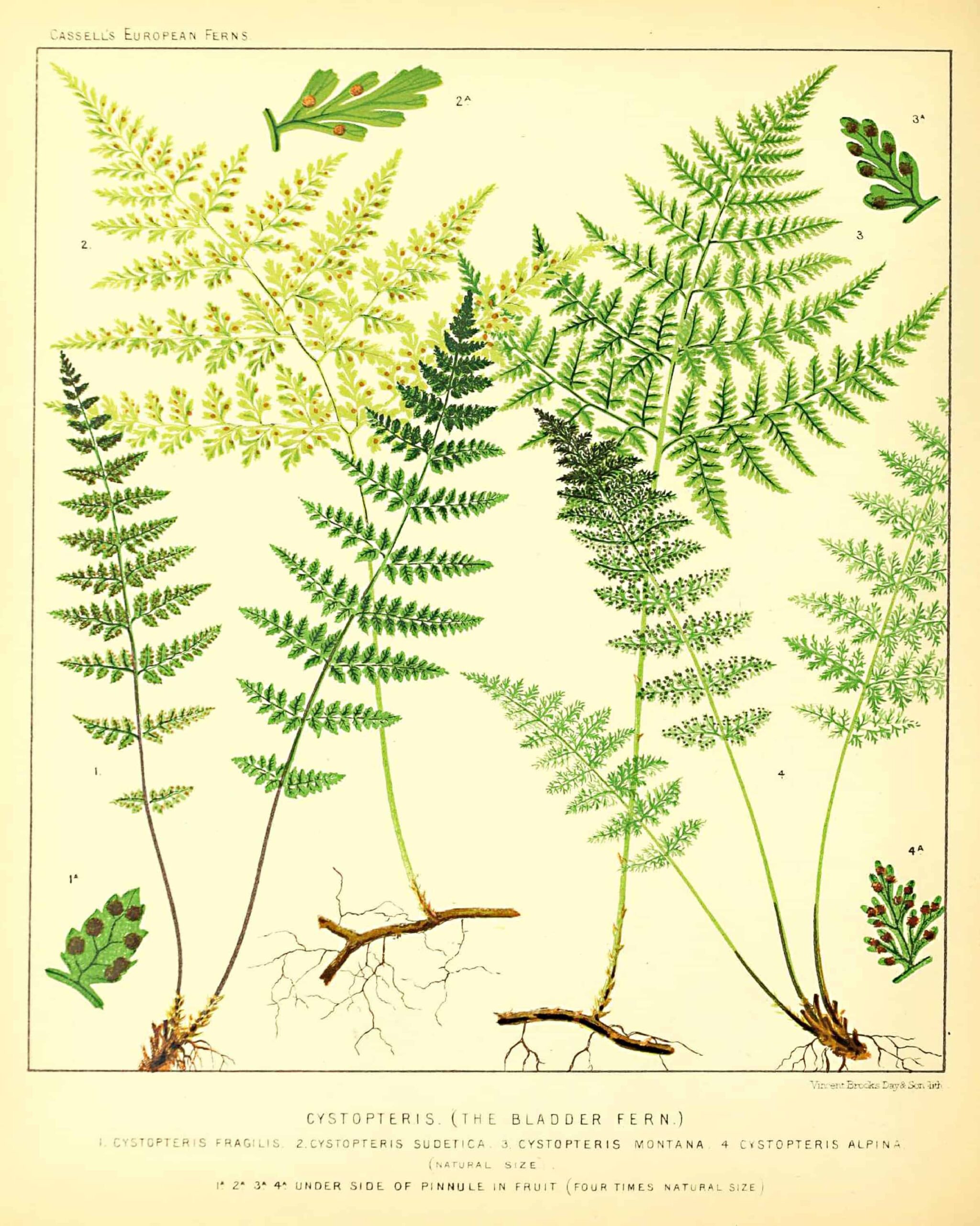 Printable Botanical Art for Your Galley Wall - Maria Louise Design