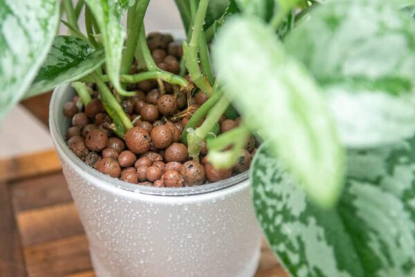 How to Convert Plants to LECA: A Semi Hydroponic System • Maria Louise ...
