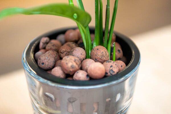 How to Convert Plants to LECA: A Semi Hydroponic System • Maria Louise ...