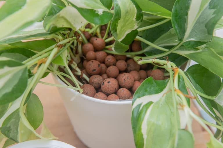 How to Convert Plants to LECA: A Semi Hydroponic System • Maria Louise ...