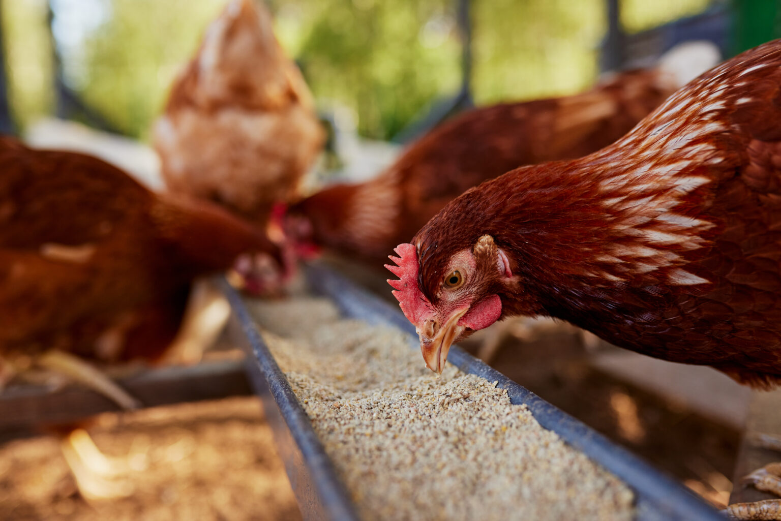 10 Simple Ways to Increase Egg Production - Maria Louise Design
