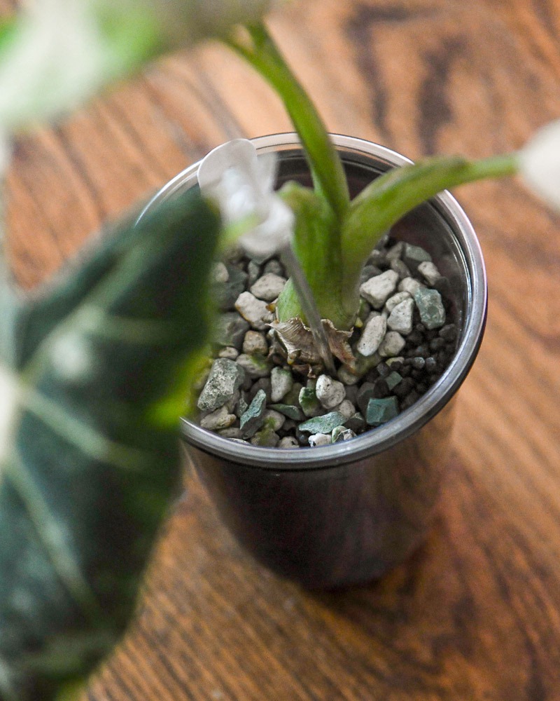 DIY Pon Recipe That Will Keep Your Houseplants Happy