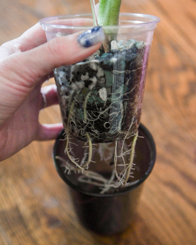 DIY Pon Recipe That Will Keep Your Houseplants Happy